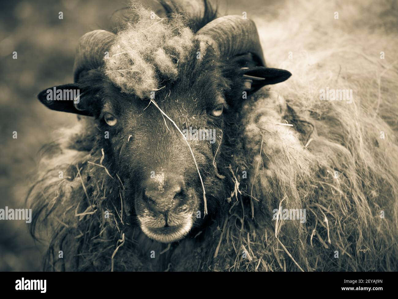 Big horns on ram hi-res stock photography and images - Alamy
