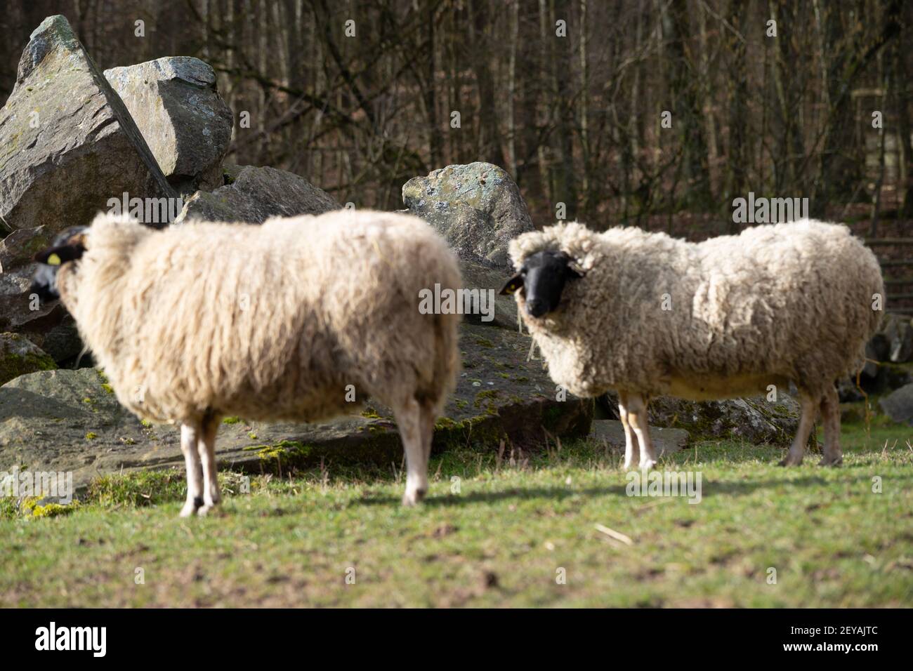 A selective focus shot of sheep in the farm Stock Photo - Alamy