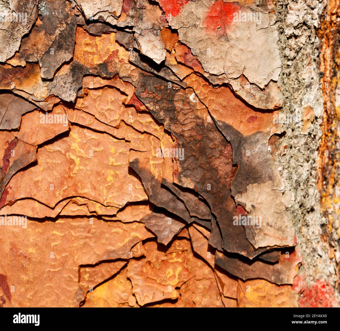 Barck in the abstract close up of a tree color and texture Stock Photo ...