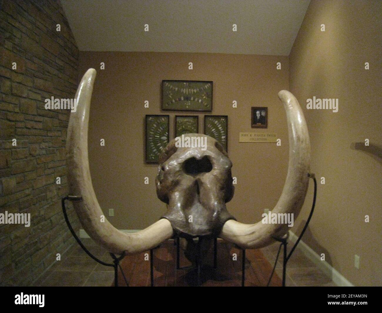 A Mastodon skull on display at the Museum of Native American History in ...