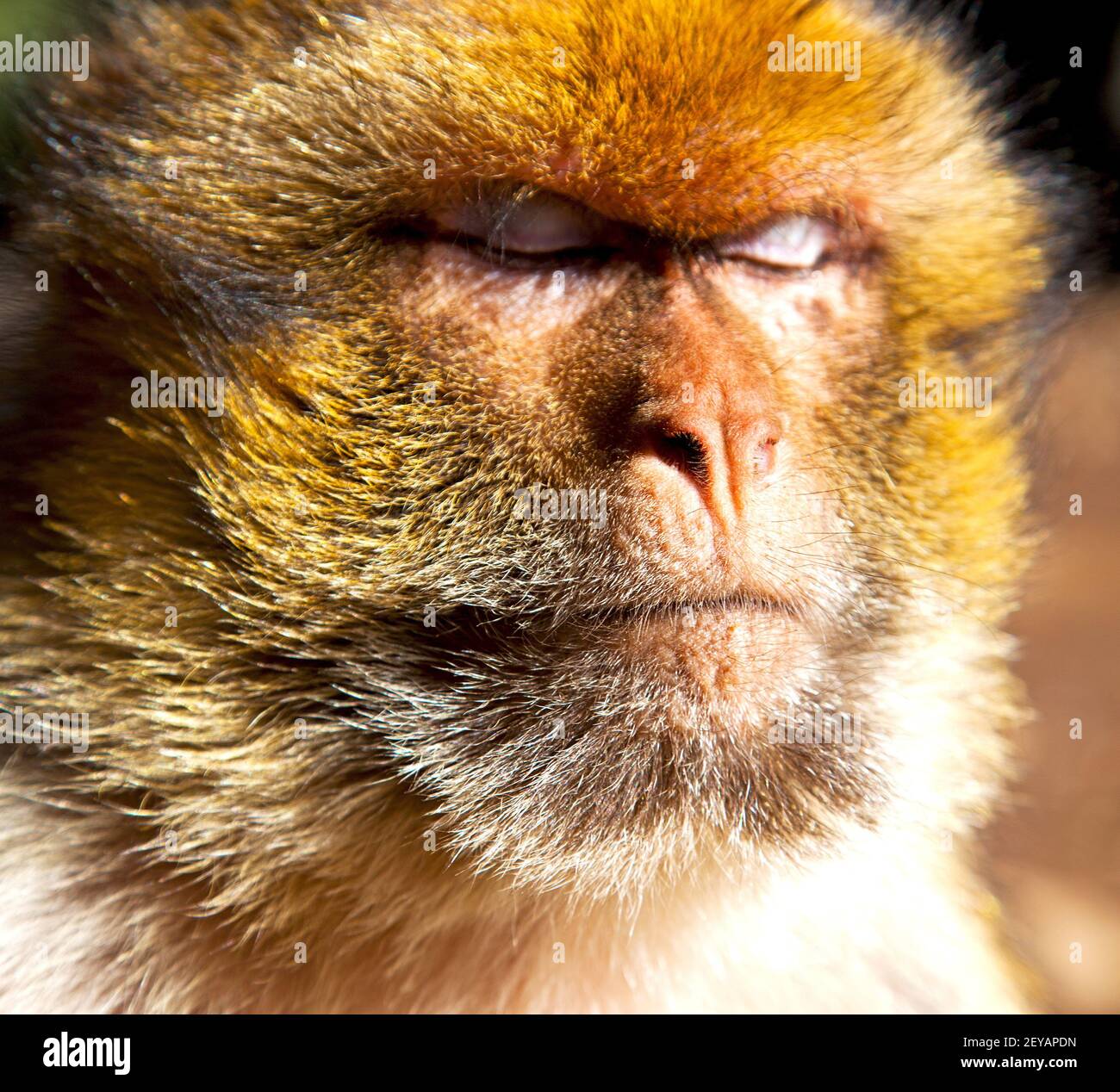 Old monkey morocco natural hi-res stock photography and images - Alamy