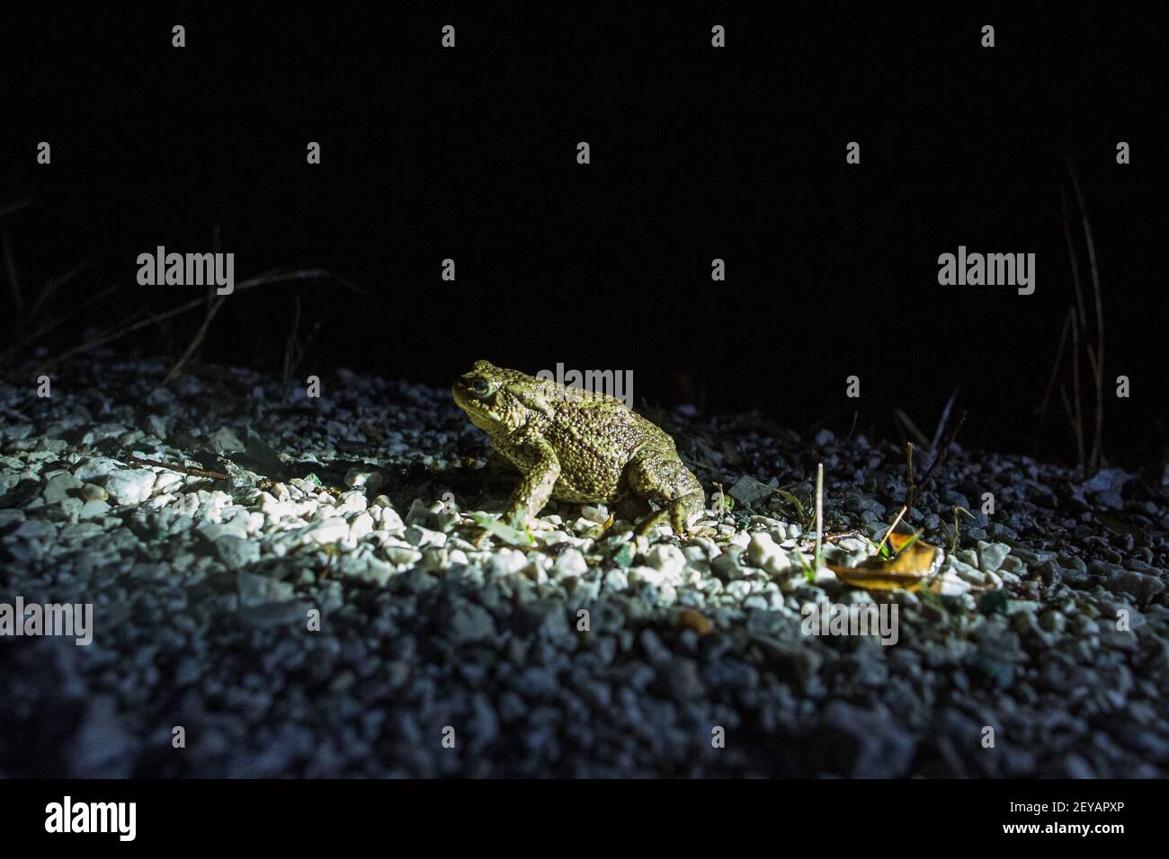Migrating frogs hi-res stock photography and images - Alamy