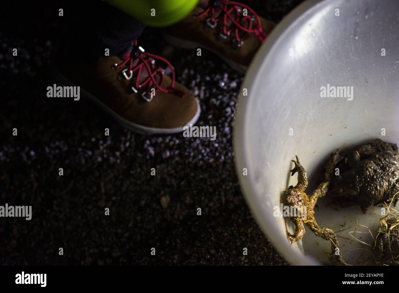 Bucket of frogs hi-res stock photography and images - Alamy