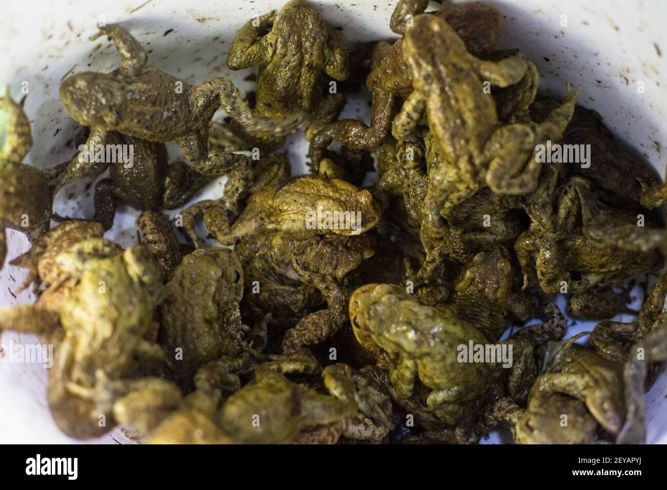 Bucket of frogs hi-res stock photography and images - Alamy