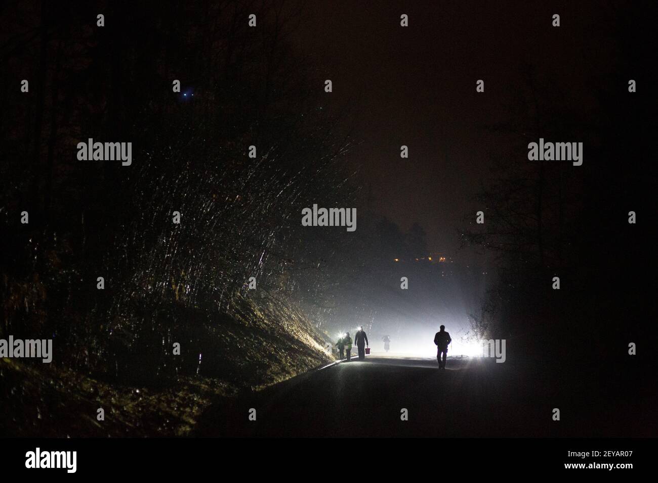 People with buckets pick up frogs along a road in Kranj, to carry them ...