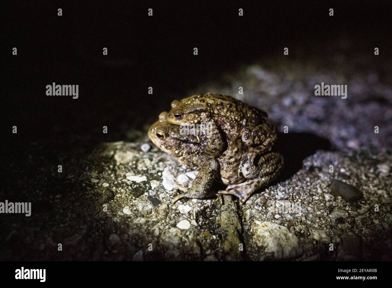 Migrating frogs hi-res stock photography and images - Alamy