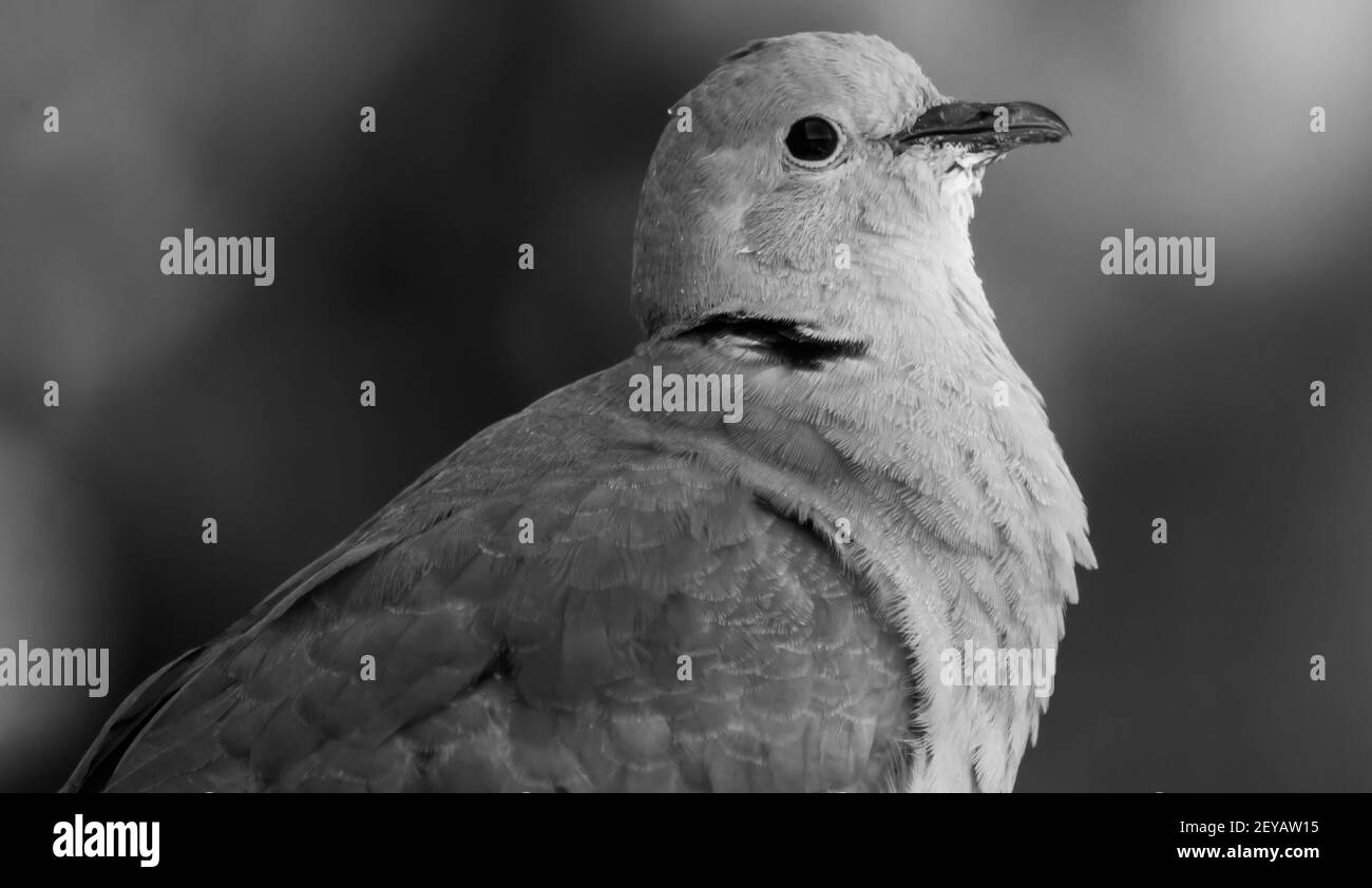 Pigeon on the head Black and White Stock Photos & Images - Alamy