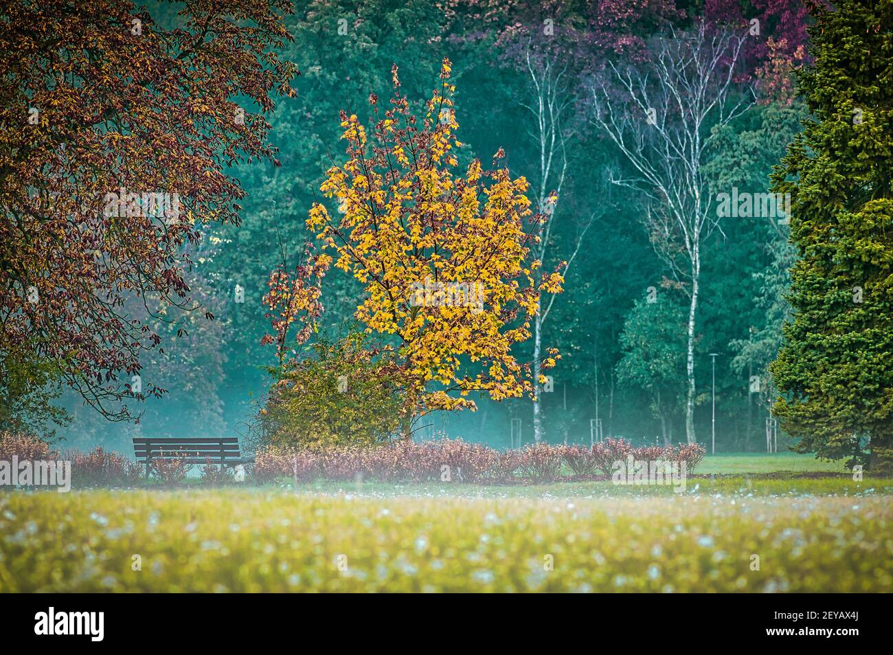 A beautiful view of the colorful trees in a park captured during autumn ...