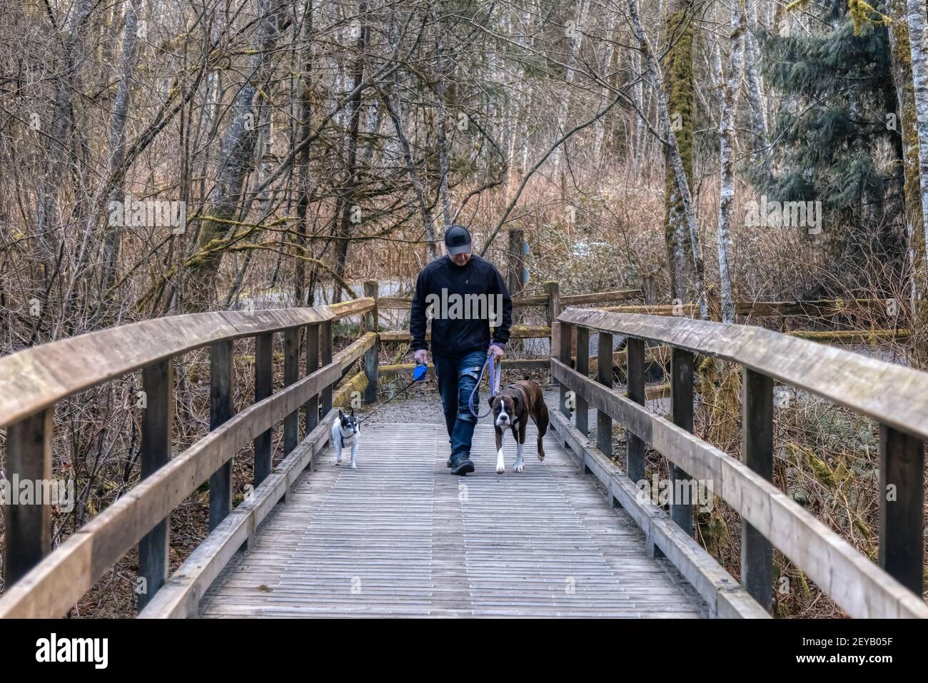Man walking dogs on the hiking trail Stock Photo - Alamy