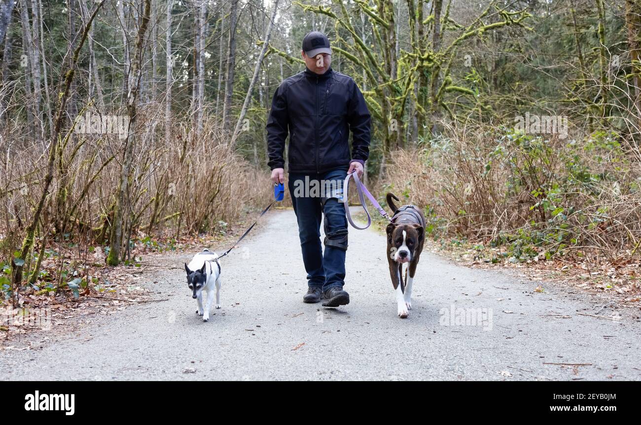 Man walking dogs on the hiking trail Stock Photo - Alamy