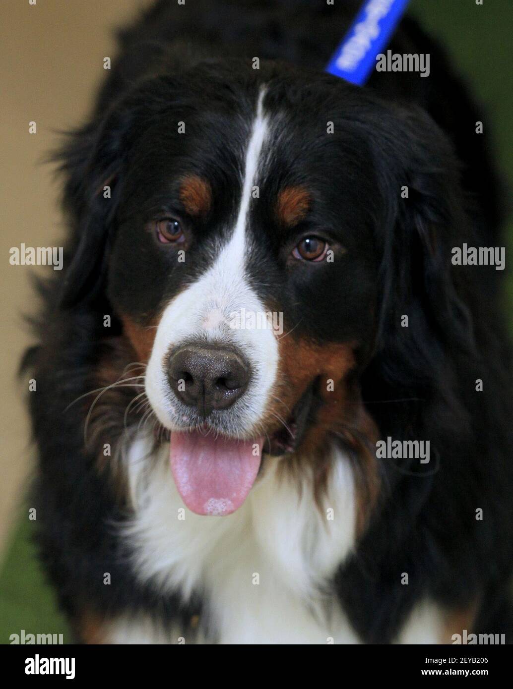 Therpay dog Blessing is a member of the Doggie Brigade at the Akron ...