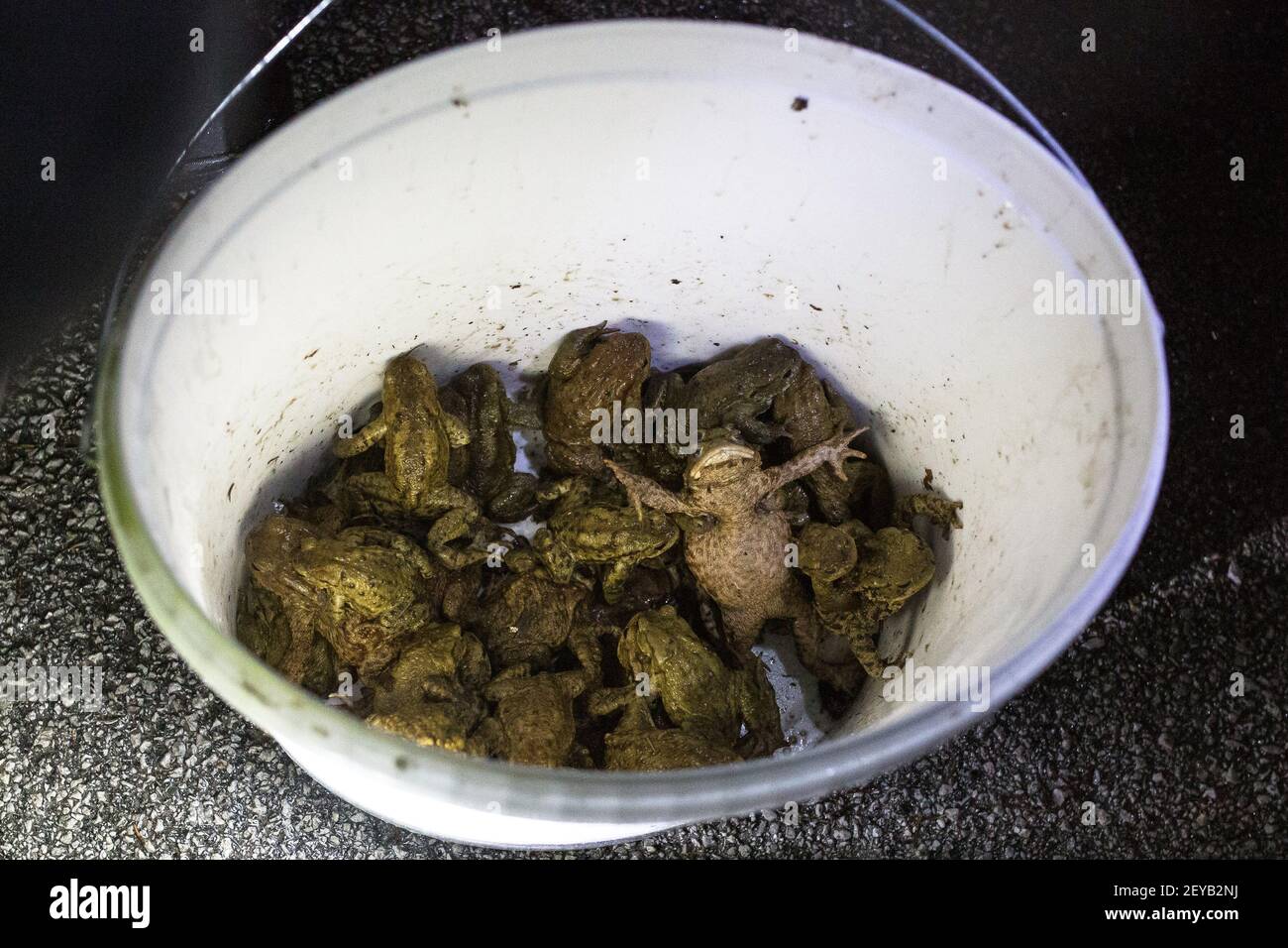 Migrating frogs hi-res stock photography and images - Alamy