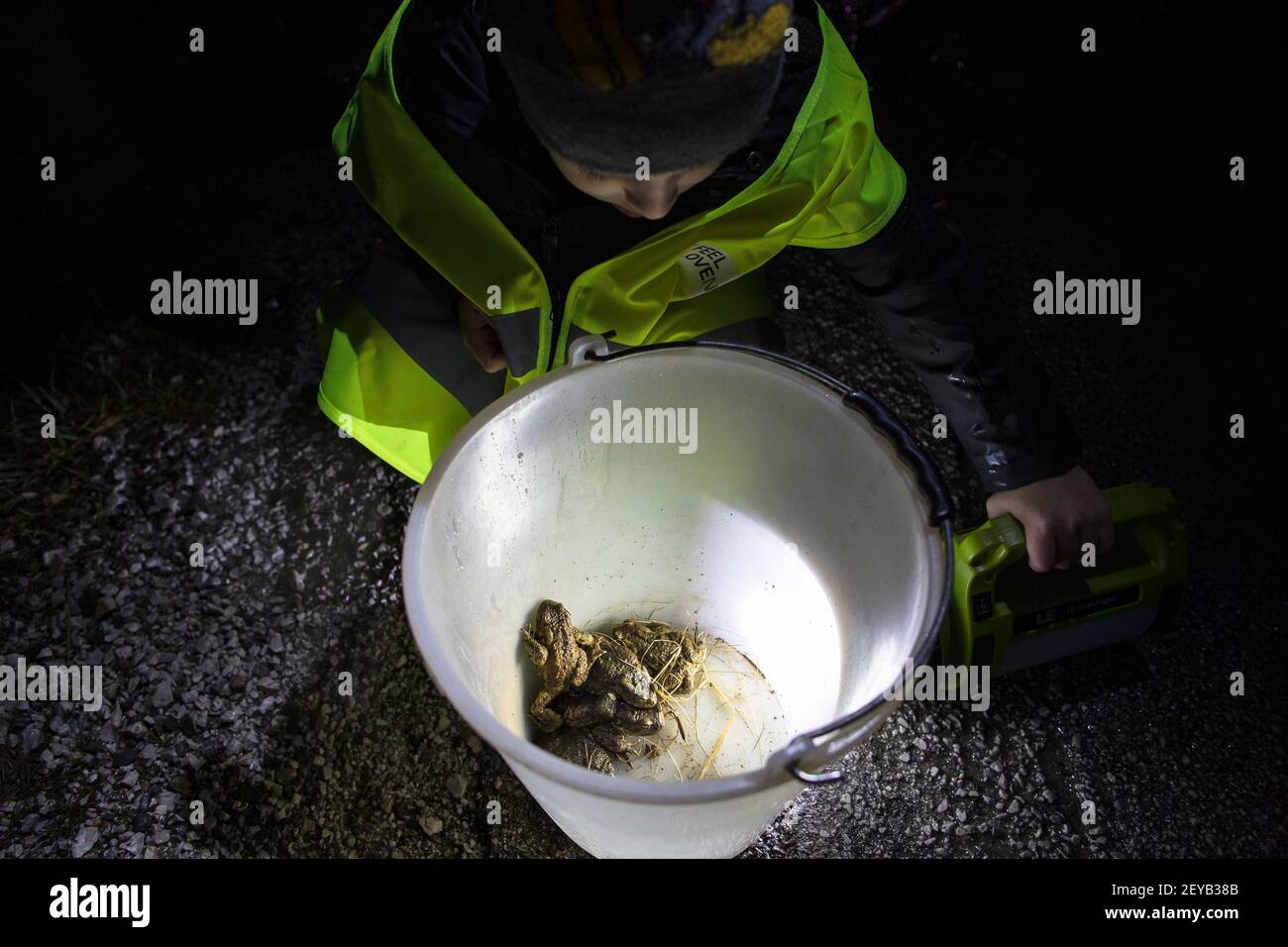 Bucket of frogs hi-res stock photography and images - Alamy