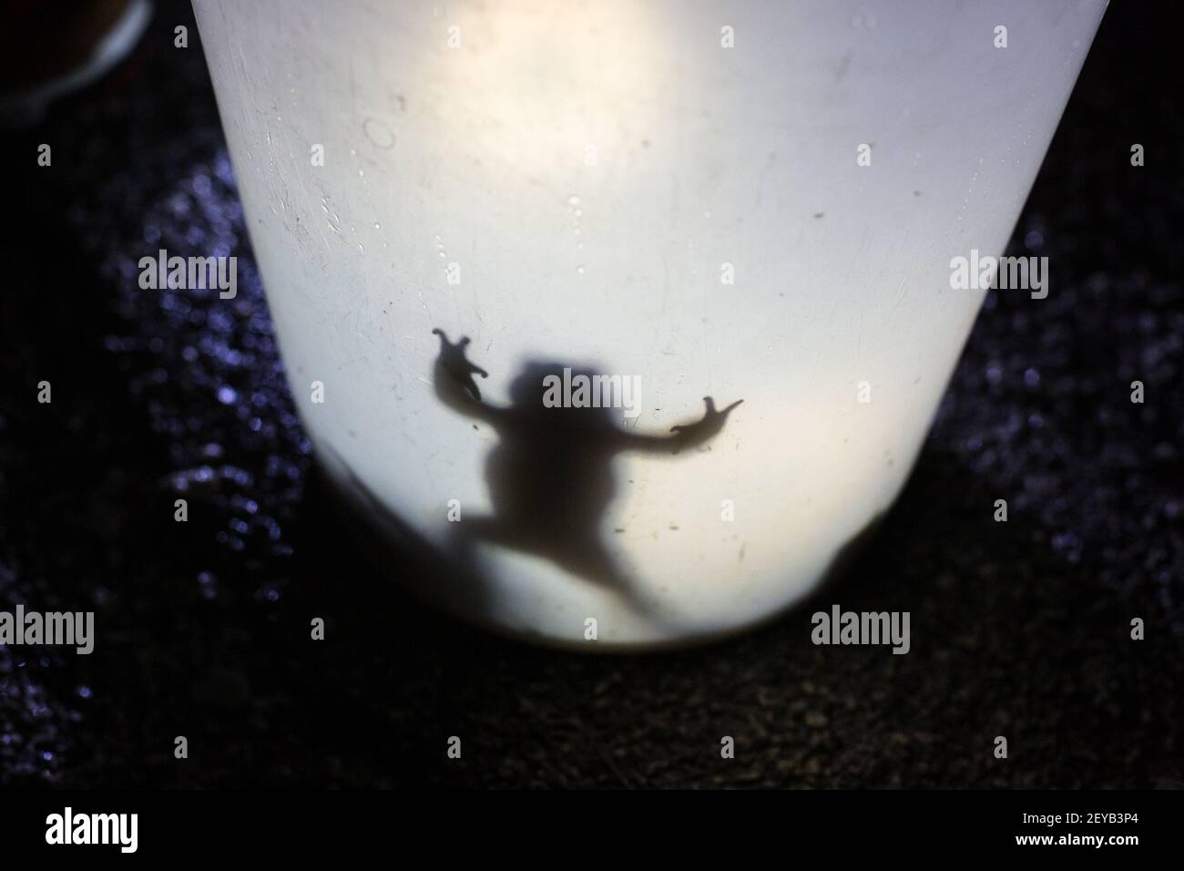 Frogs in a bucket hi-res stock photography and images - Alamy