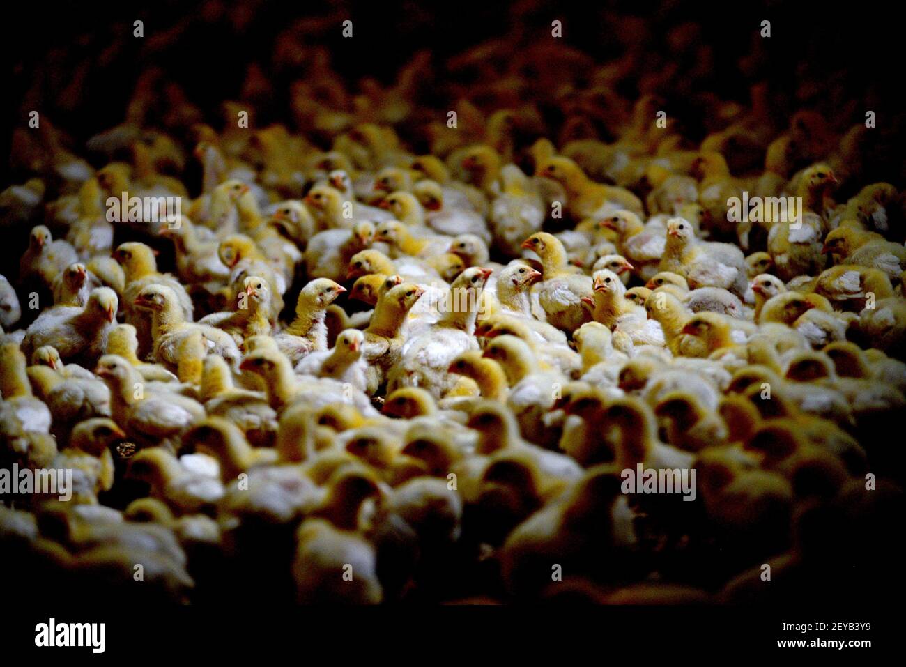 Chicks flock together at a new chicken farm started by David Schumann ...