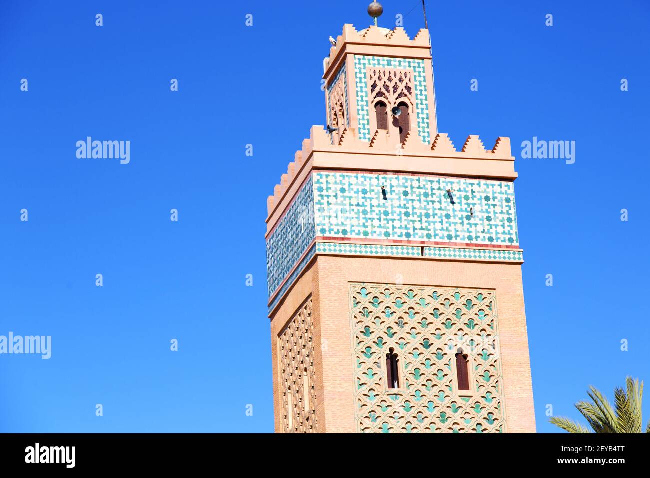 History maroc africa palm hi-res stock photography and images - Alamy