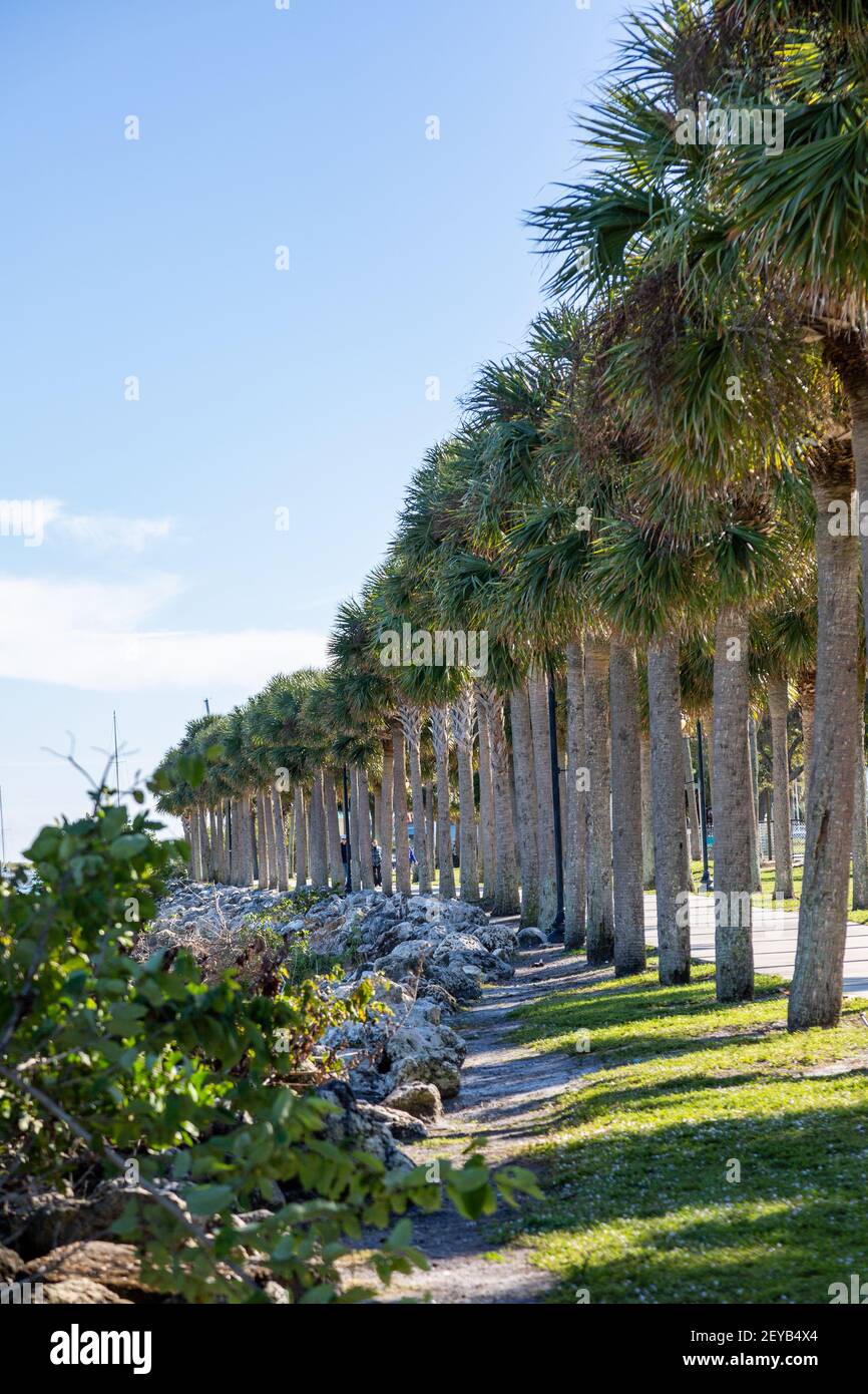 Row of riverfront trees hi-res stock photography and images - Alamy