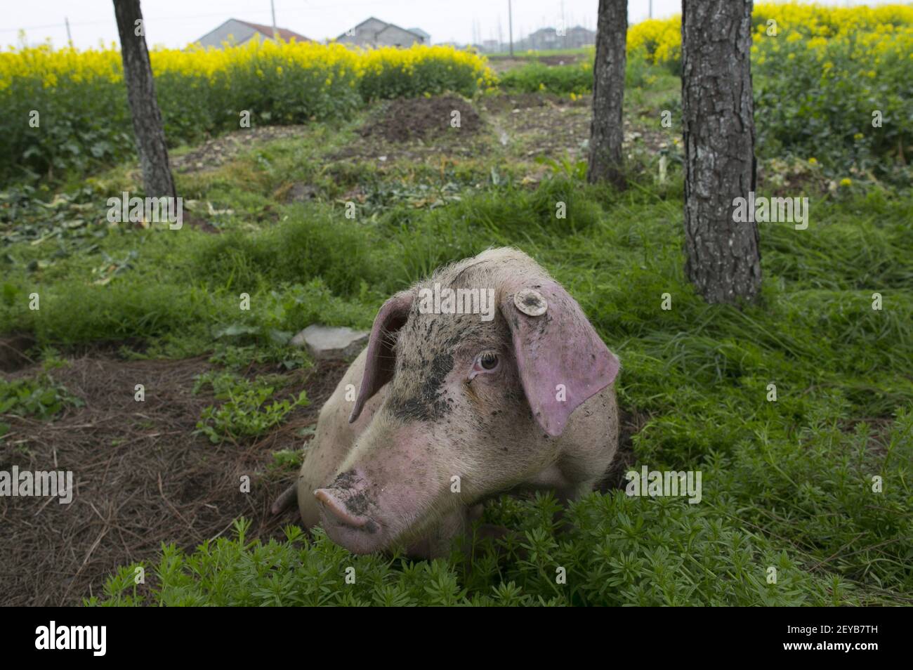An injured pig sits alone outside a pig farm March 27, 2013 in Zhulin ...