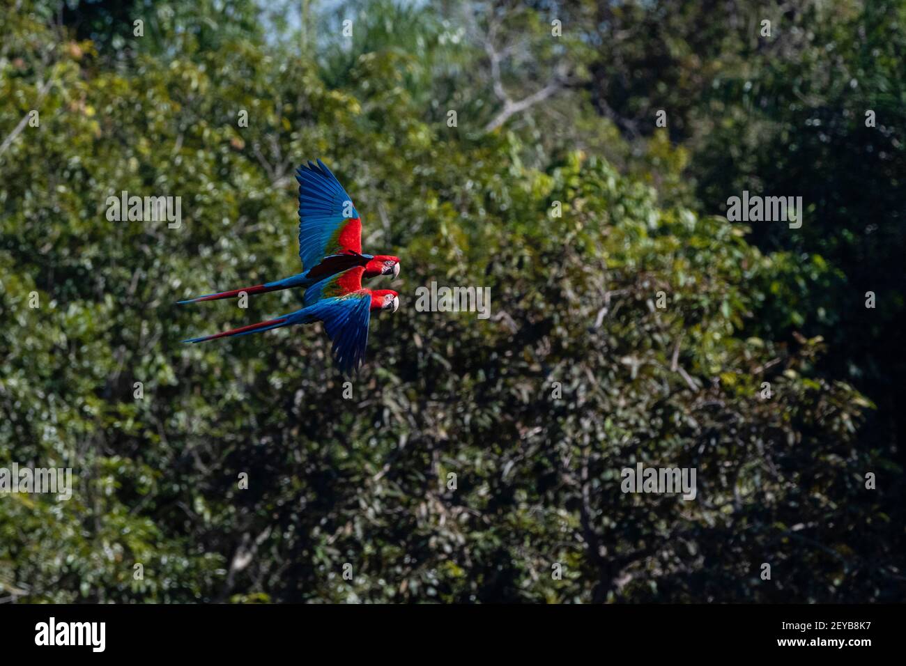 Red-and-green macaw (Ara chloropterus), Mato Grosso do Sul, Brazil ...