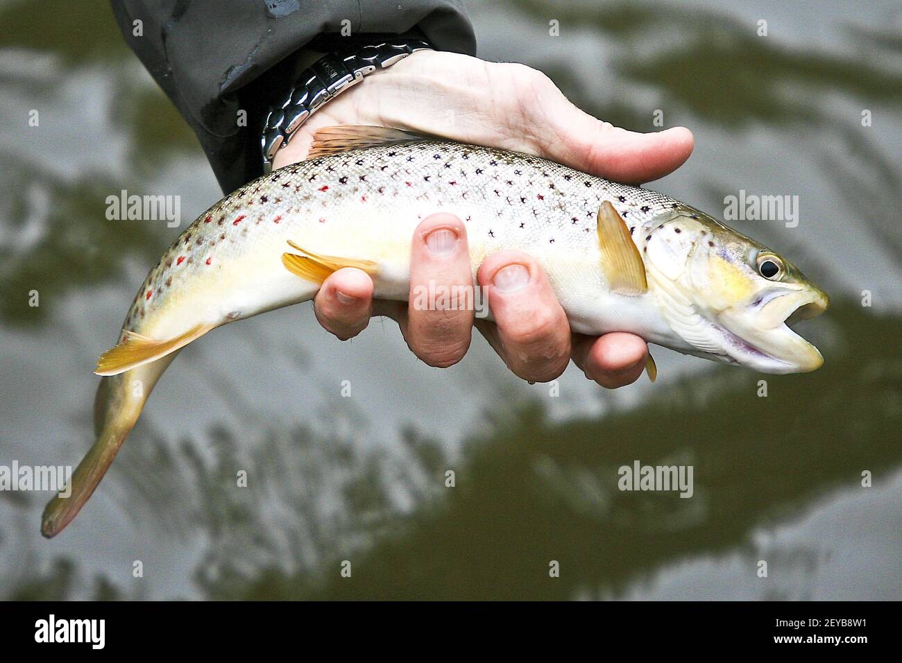 Dan Keup displays a brown trout he caught while fishing for steelhead ...