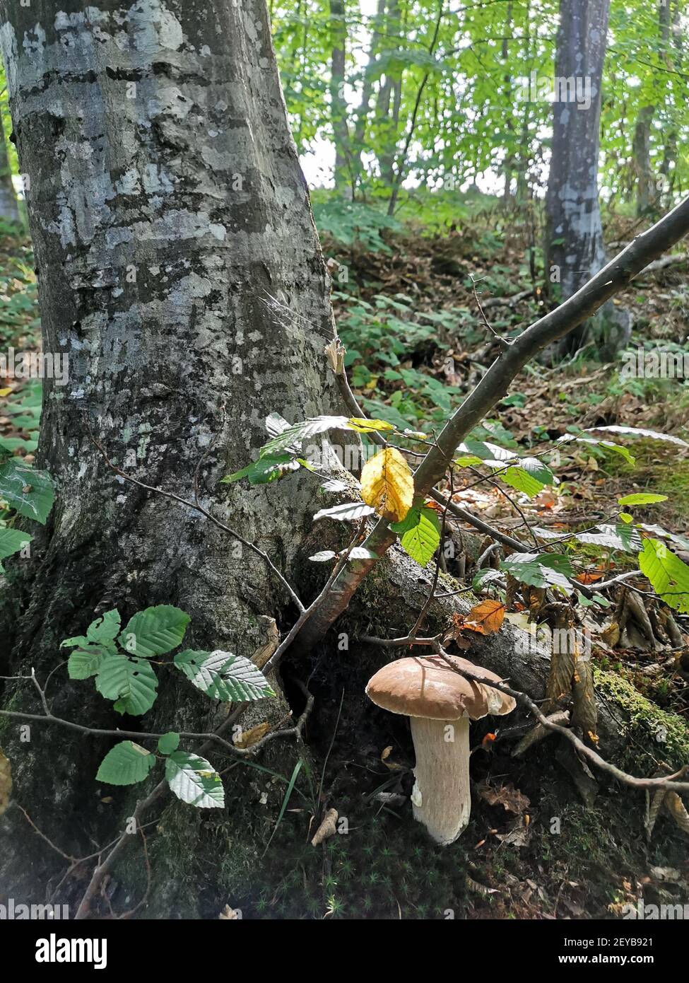 A vertical shot of a wild mushroom growing near tree roots Stock Photo ...