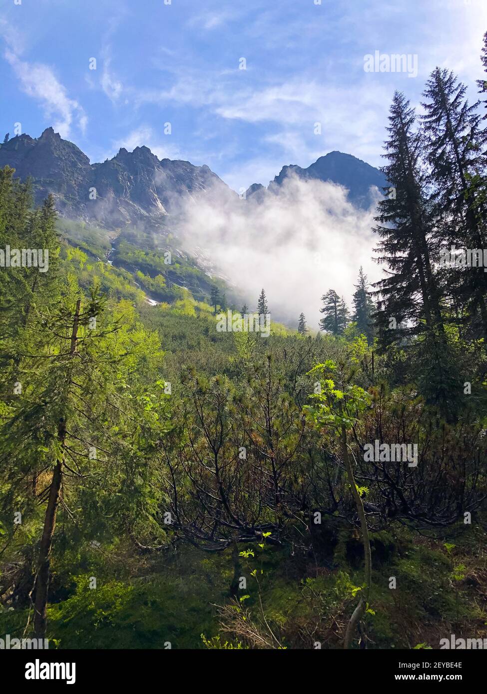 A picturesque green terrain in Tatra National Park in Poland, water ...