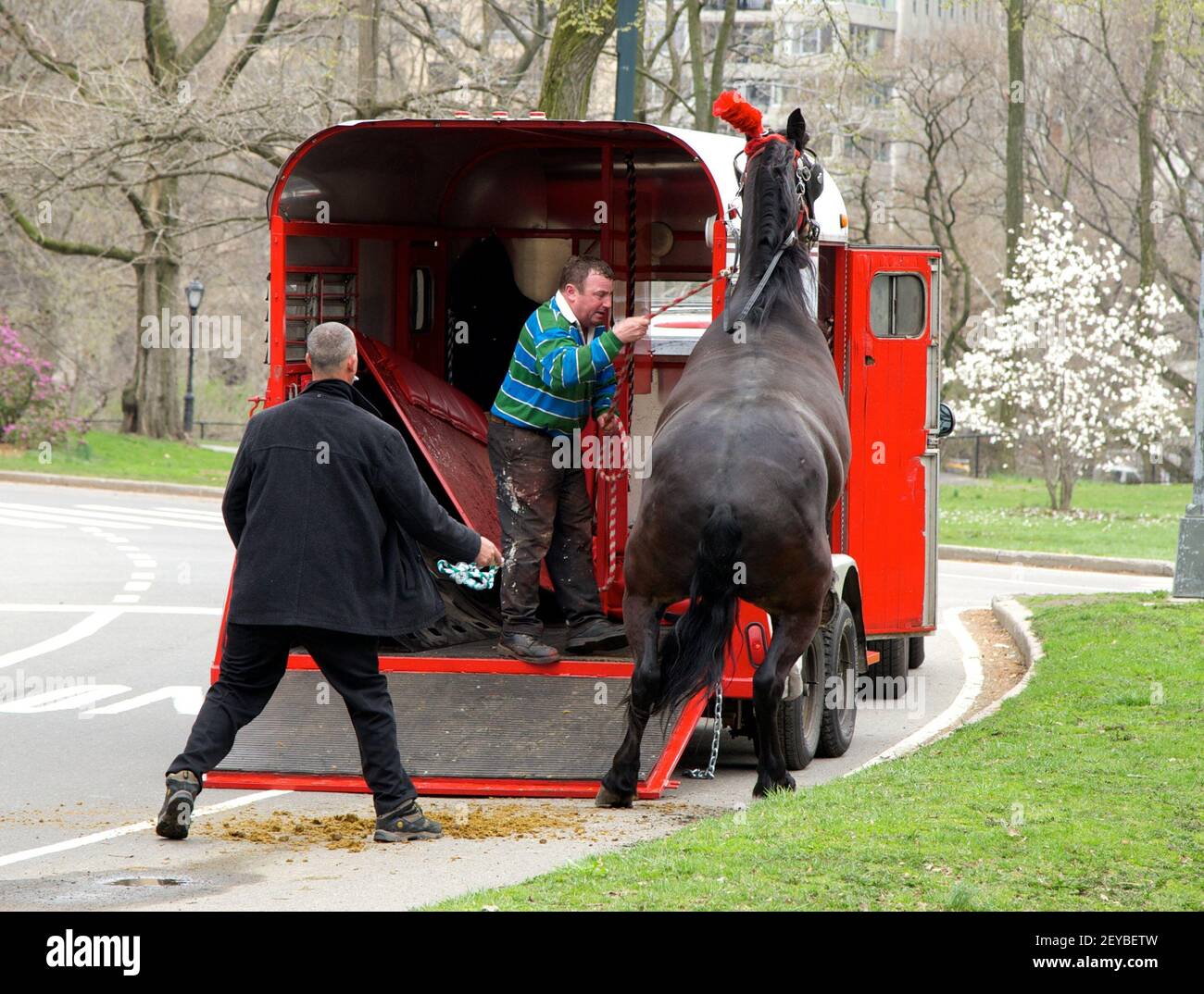 A horse carriage with two tourists was hit by a taxi in Central Park on ...
