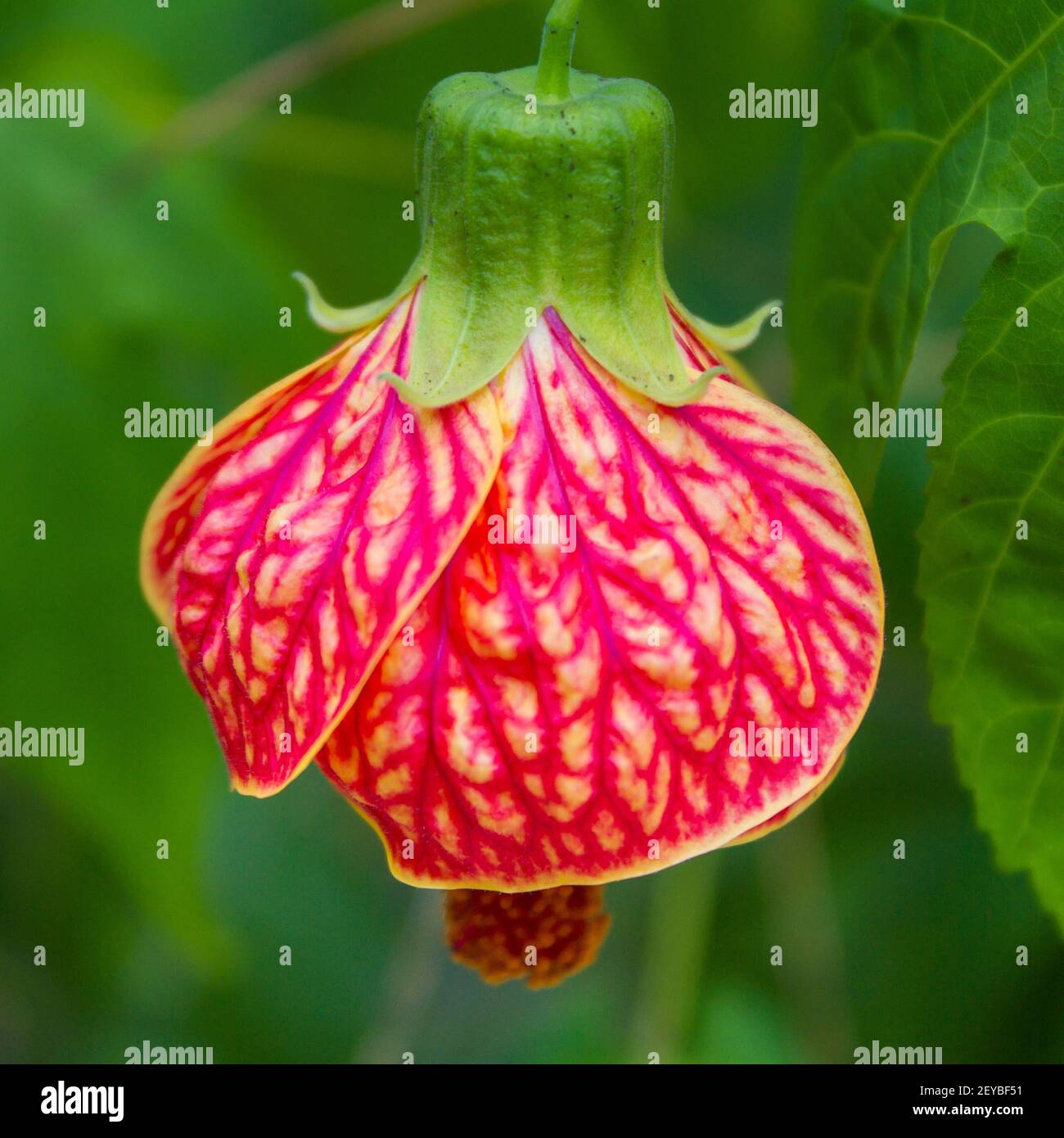 Indian mallow flower hi-res stock photography and images - Alamy