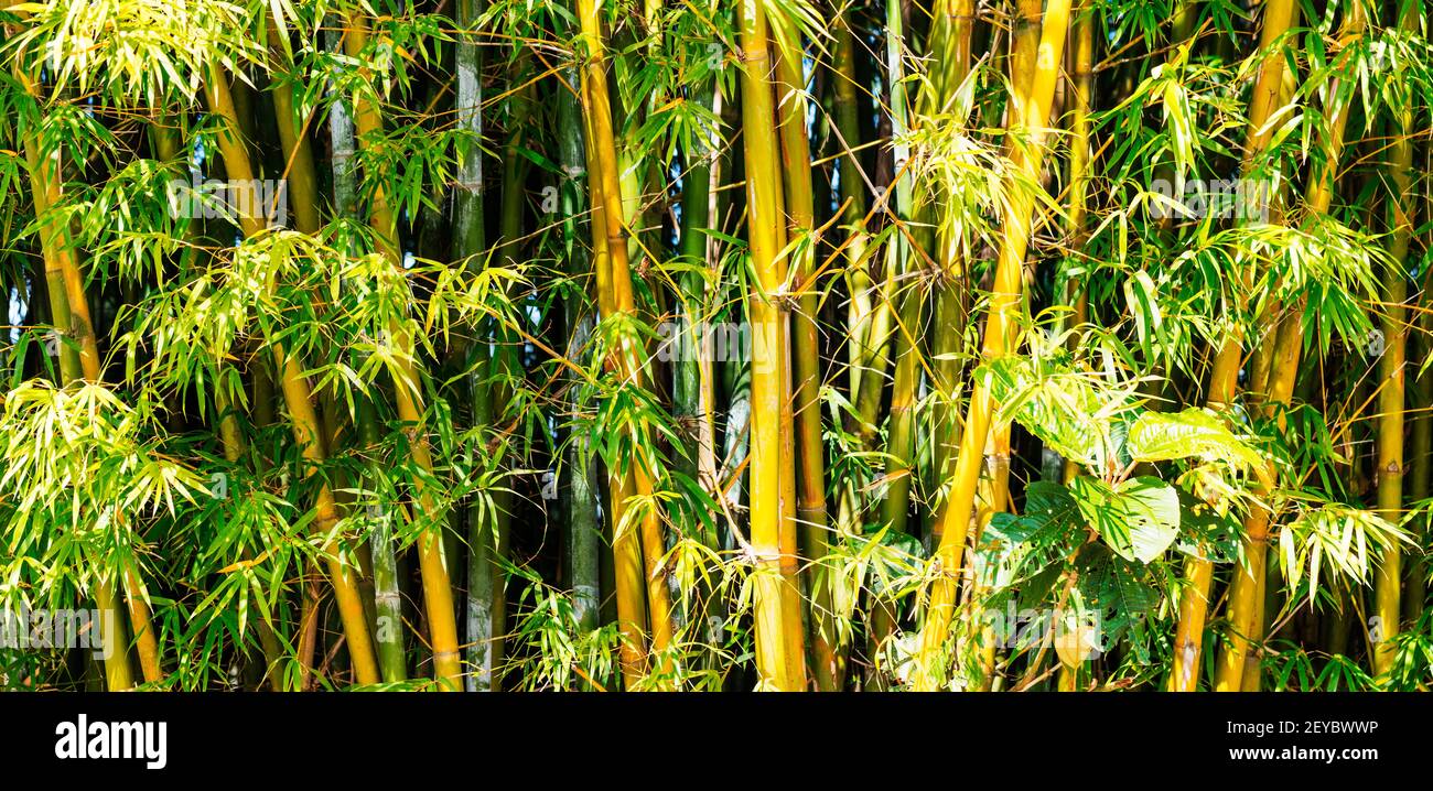 A panoramic shot of growing bamboo trees in the greenery Stock Photo ...