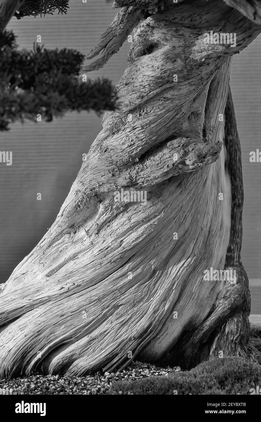 Twisted tree trunk hi-res stock photography and images - Alamy