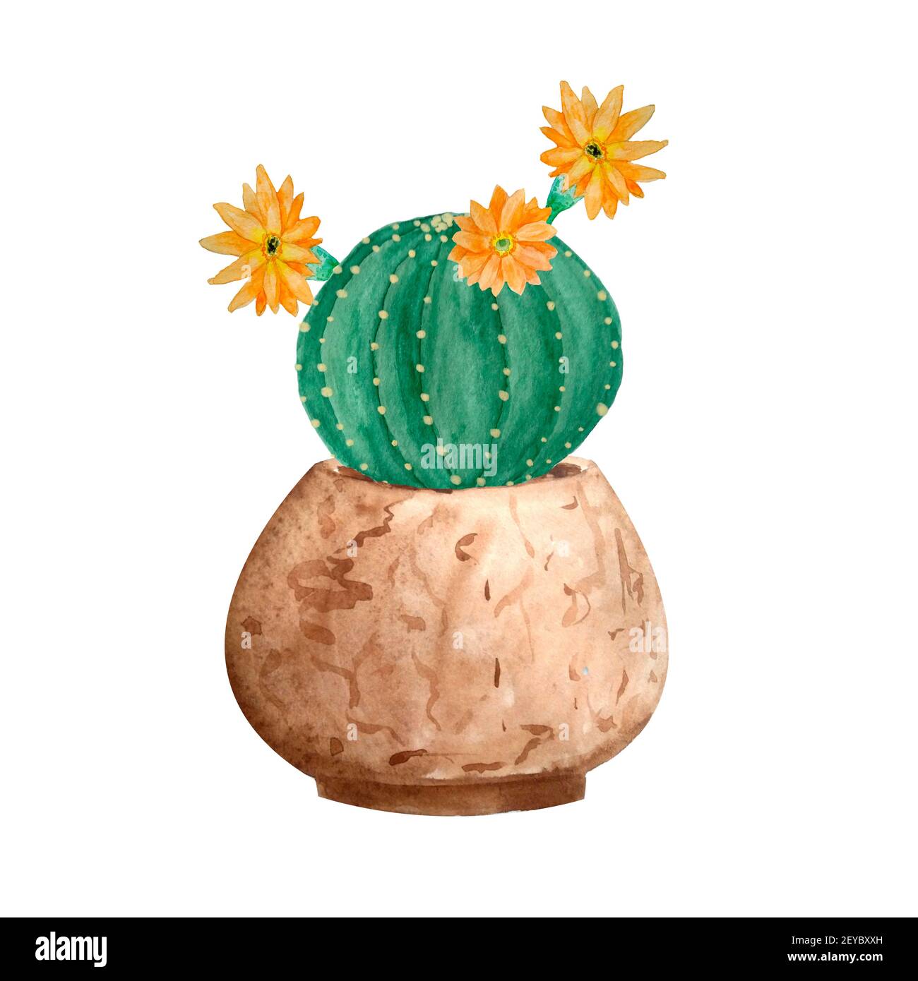 Watercolor cactus cacti succulent in ceramic pot. Potted house green ...