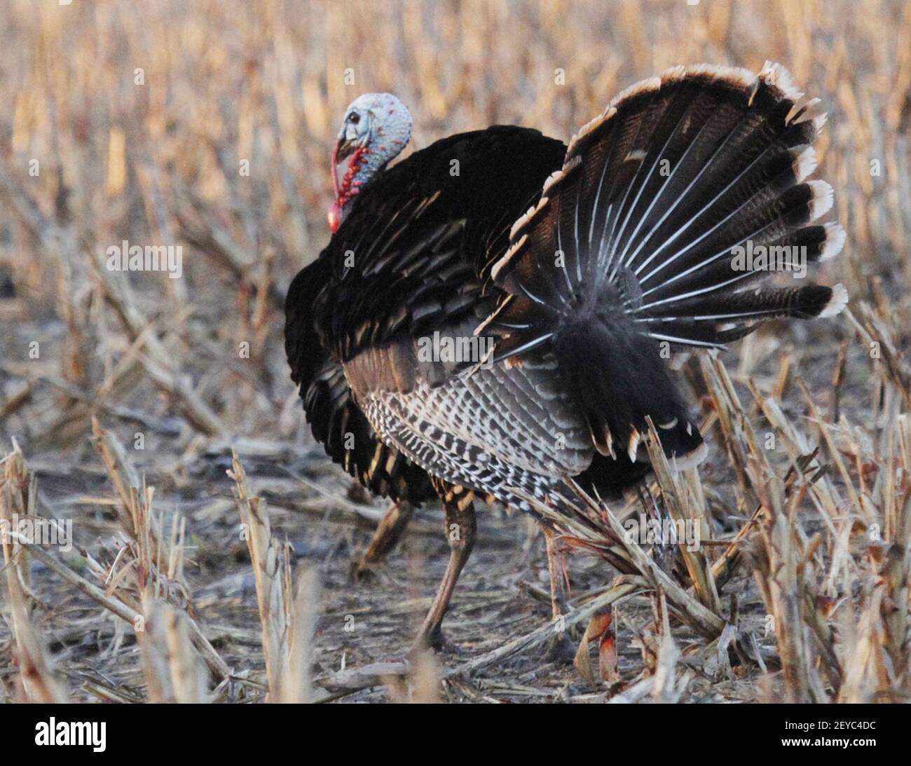 A turkey struts across a field in El Dorado, Kansas. (Photo by Michael ...