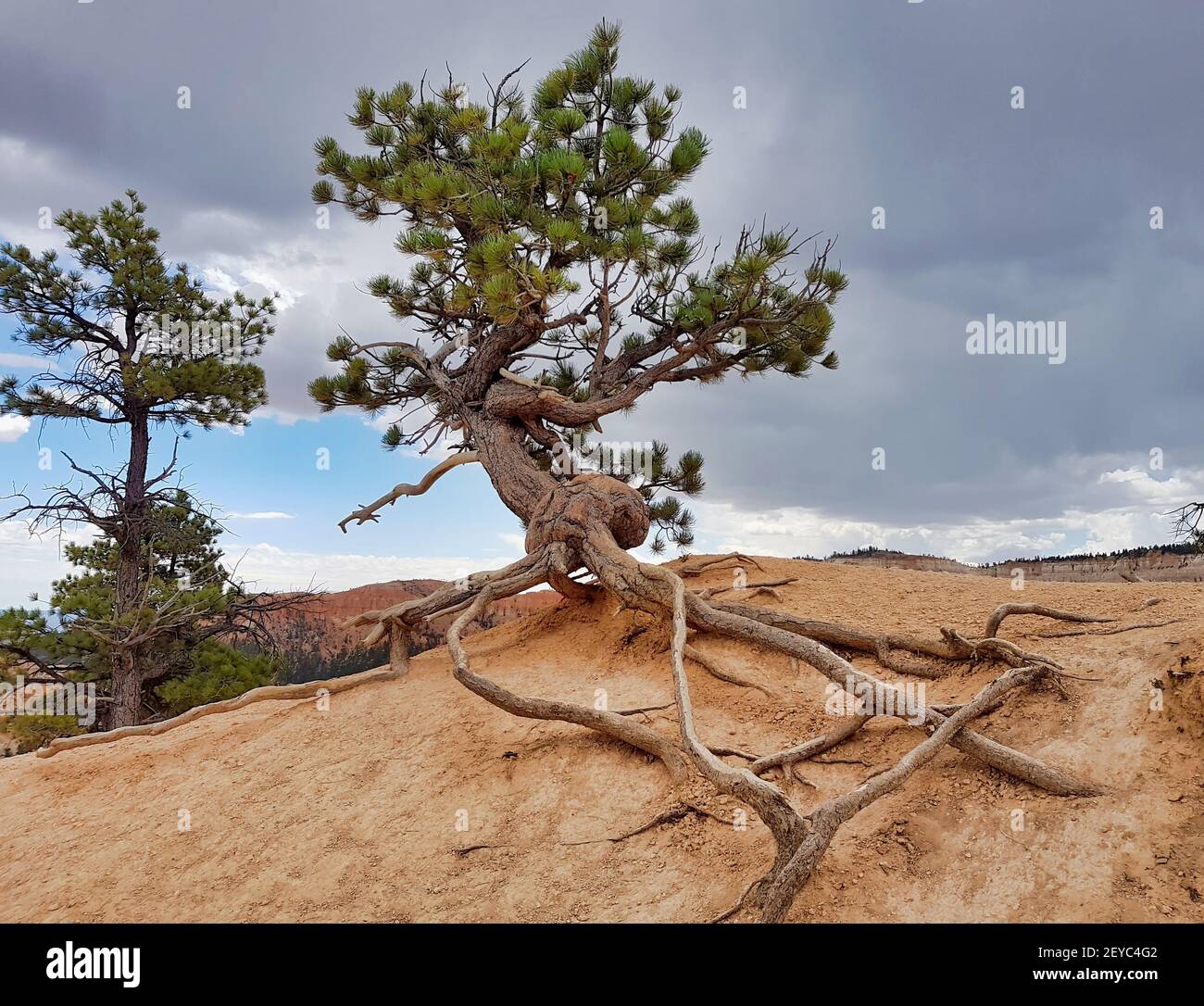 A tropical tree with its roots on the earth surface on a cloudy day ...