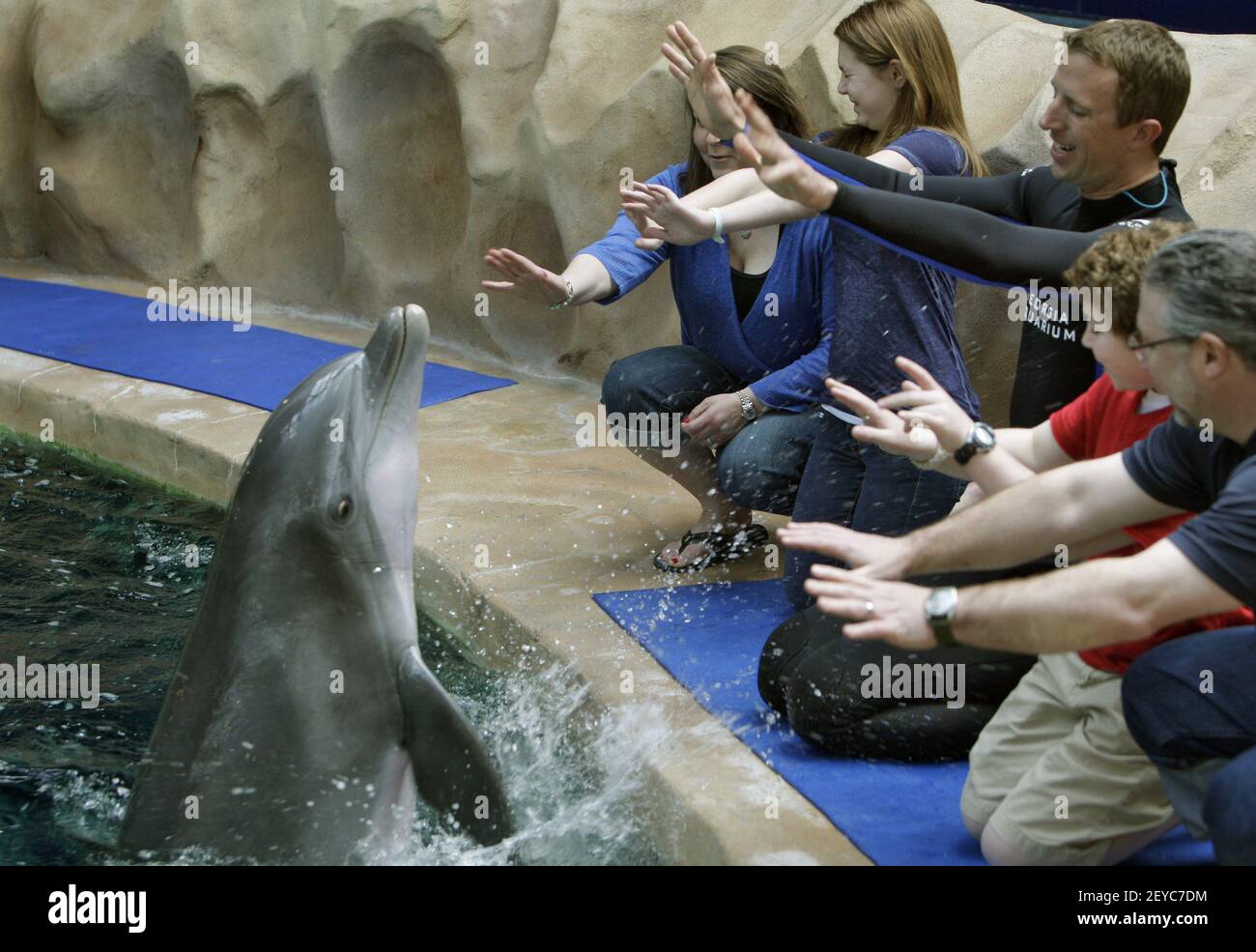 Georgia Aquarium Dolphins
