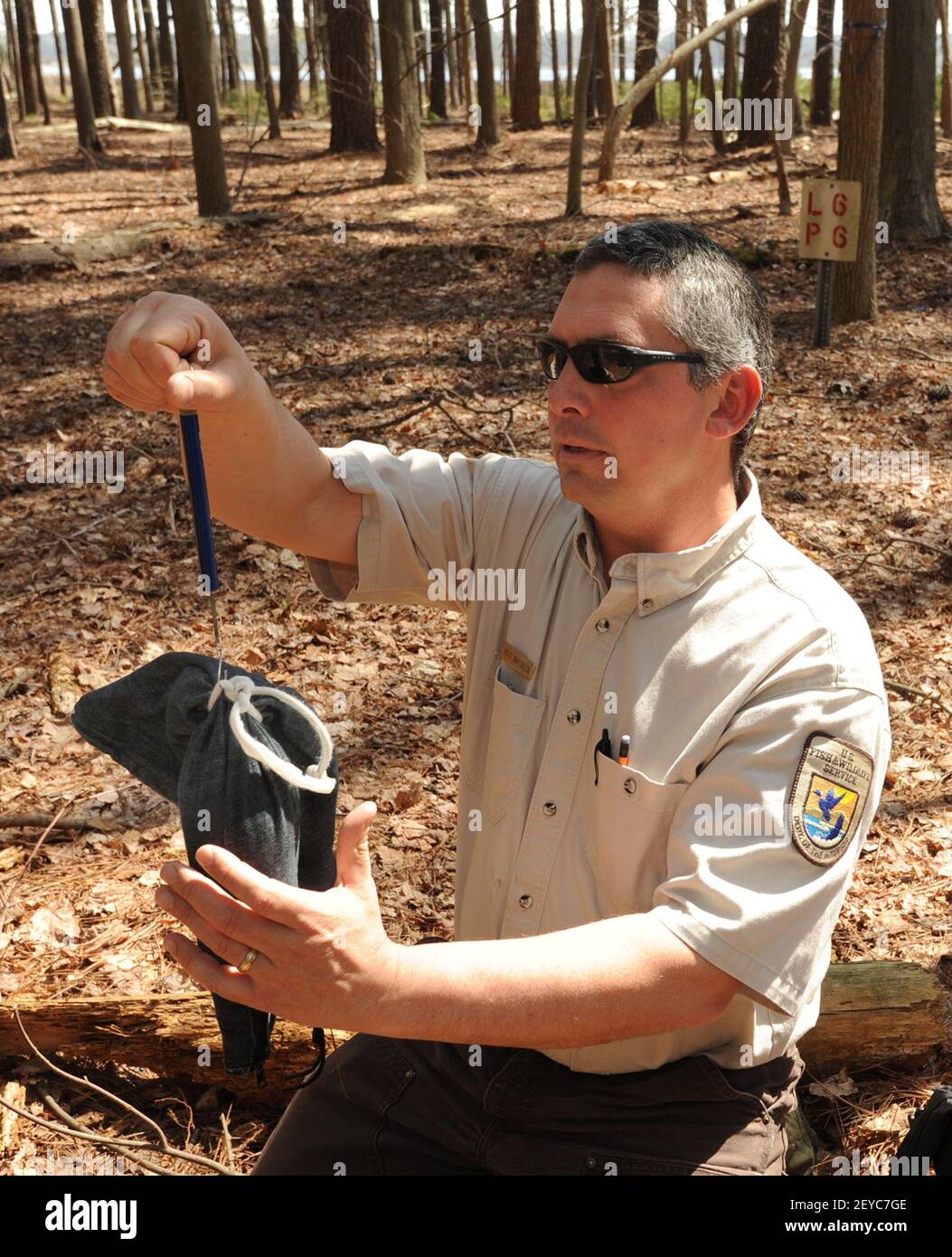 Wildlife biologist Matt Whitbeck weighs a Delmarva Peninsula fox ...