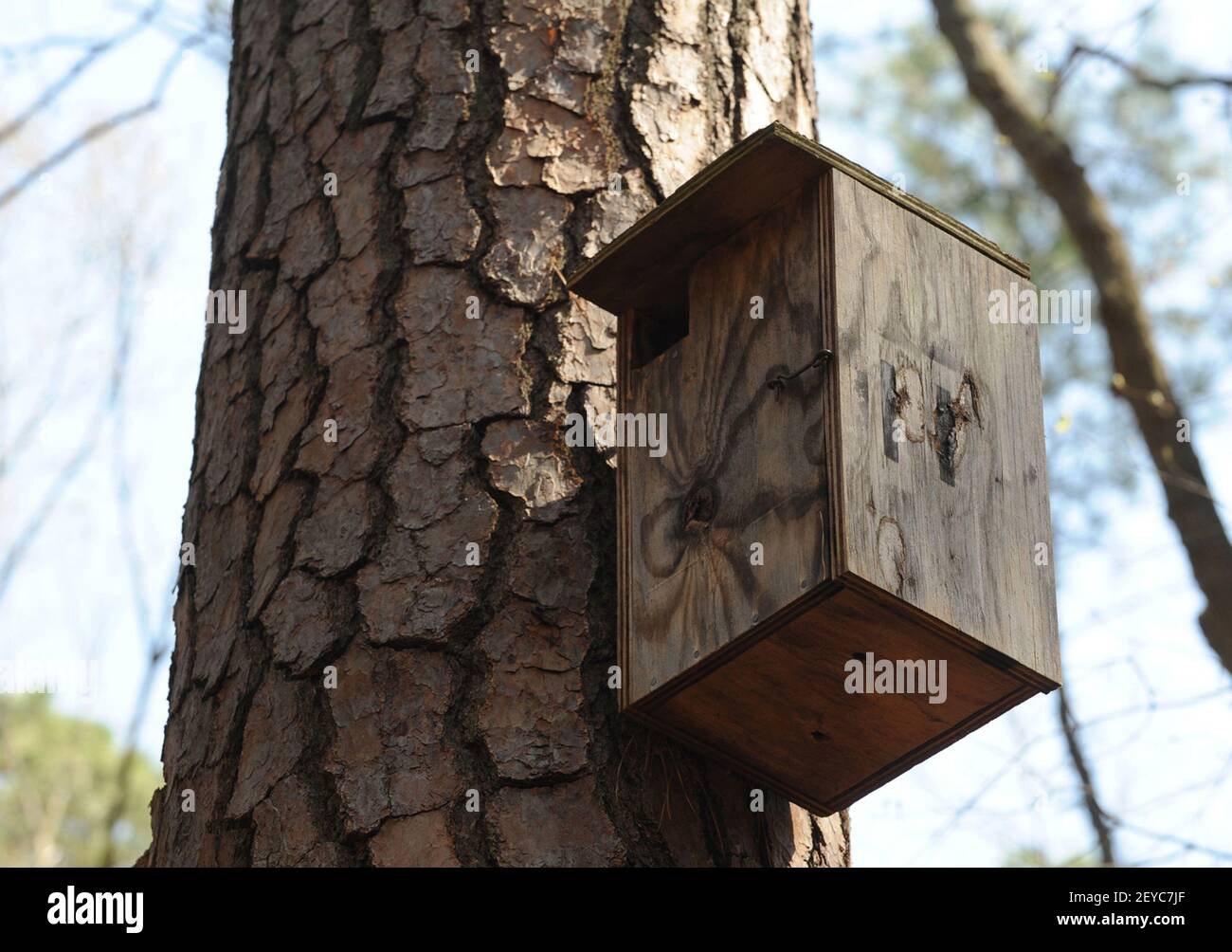 A nesting box for the Delmarva Peninsula fox squirrels is shown at the ...