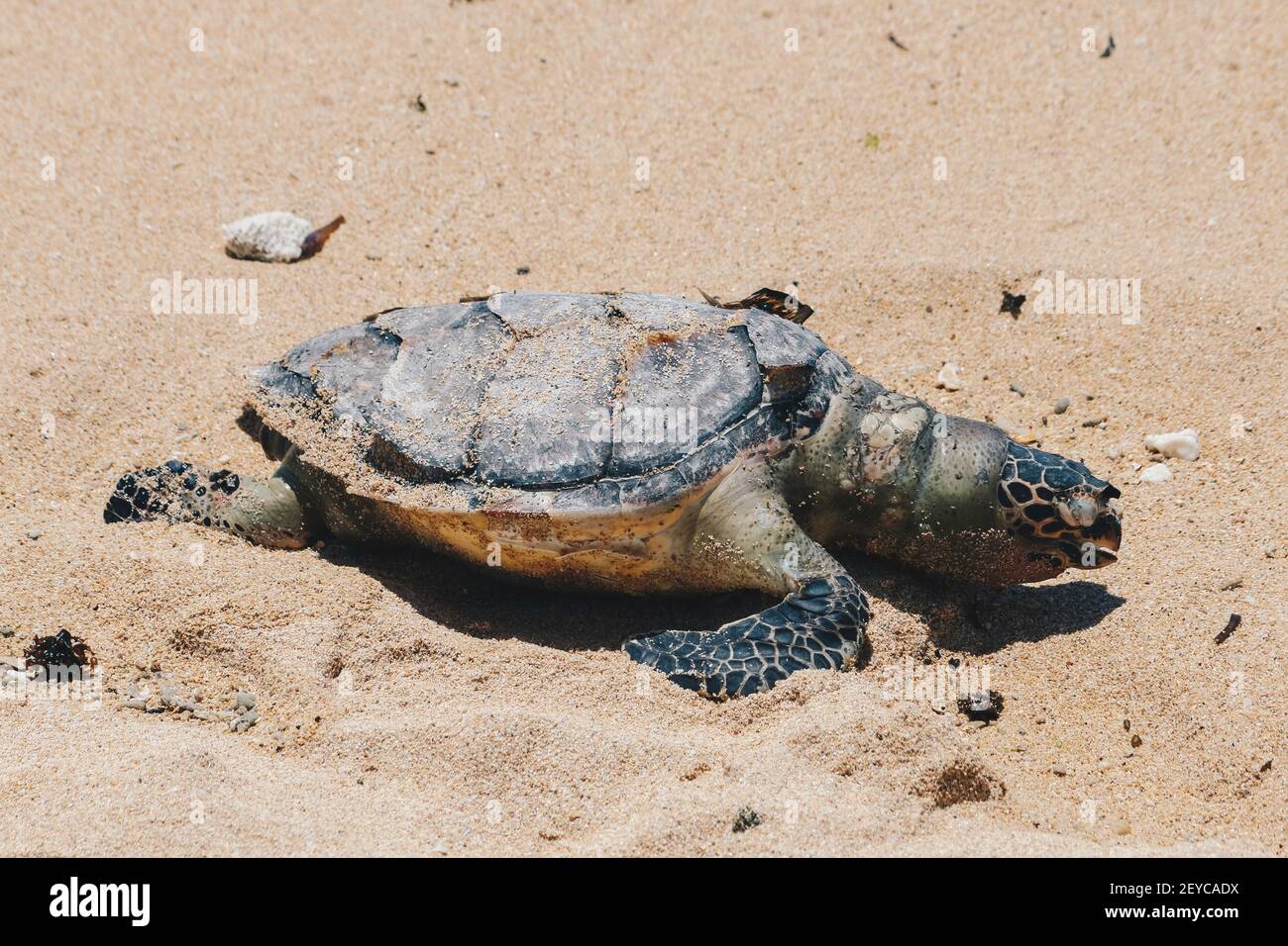 Dead sea turtle body on sand beach Stock Photo - Alamy