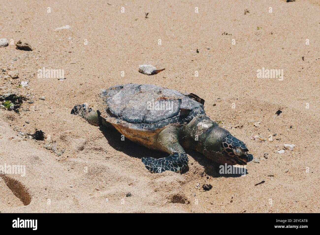 Dead sea turtle body on sand beach Stock Photo - Alamy
