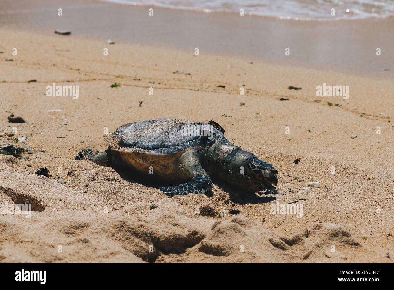 Dead sea turtle body on sand beach Stock Photo - Alamy