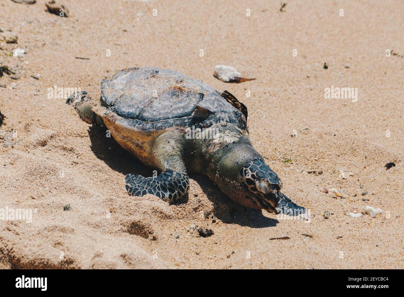 Turtle australia dead hi-res stock photography and images - Alamy
