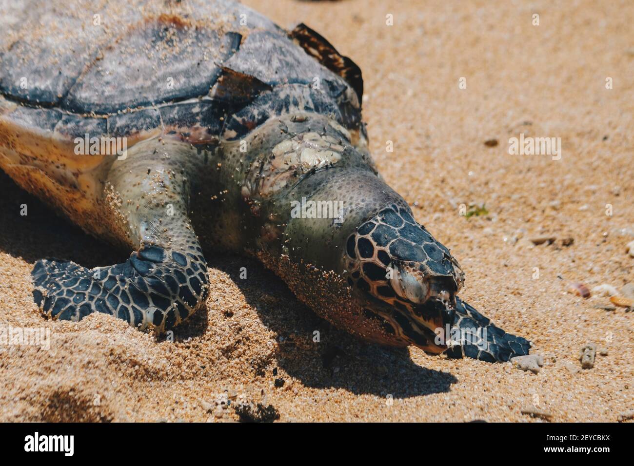 Dead sea turtle body on sand beach Stock Photo - Alamy