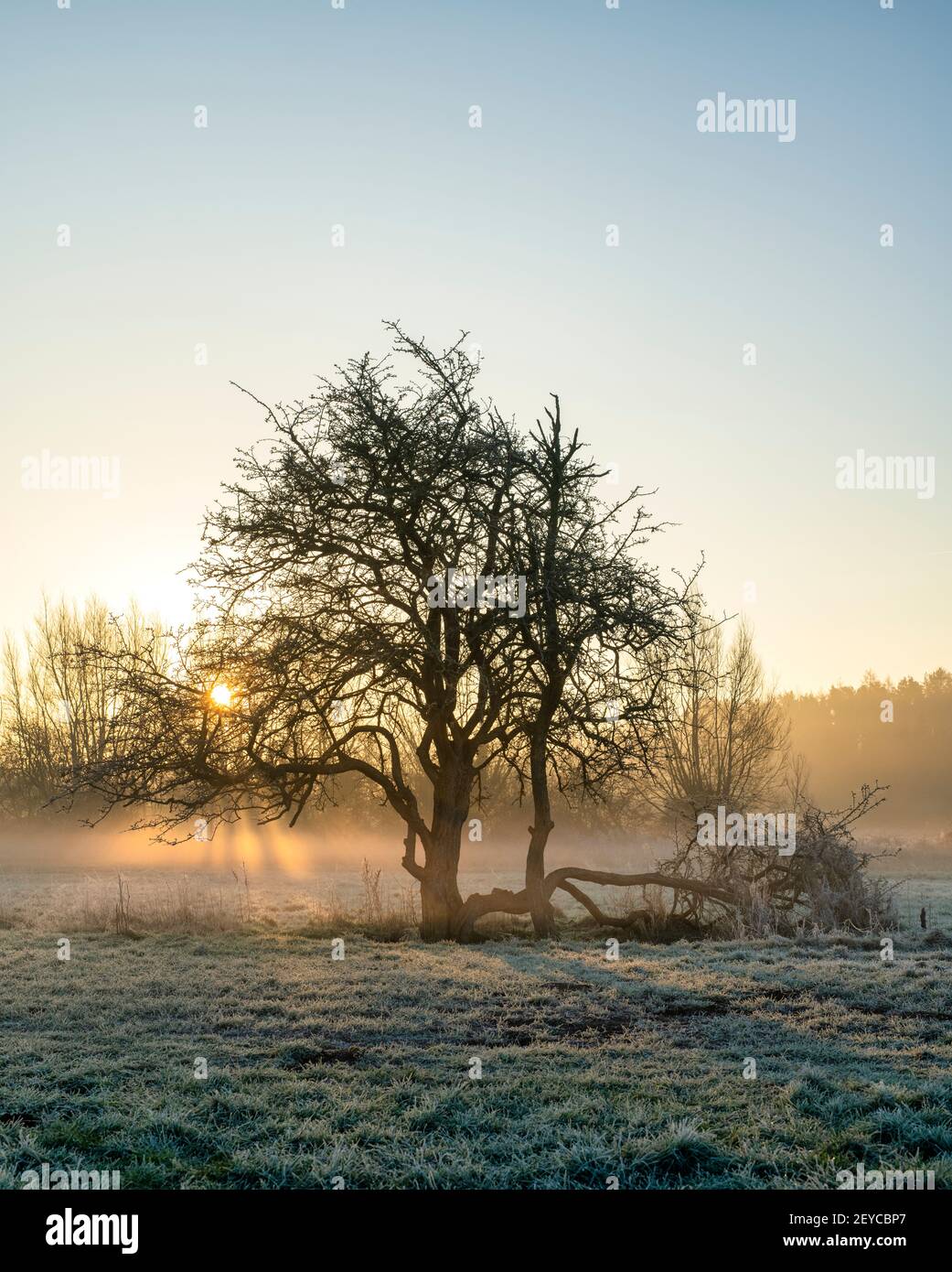 Winter hawthorn tree at sunrise in the misty frosty oxfordshire ...