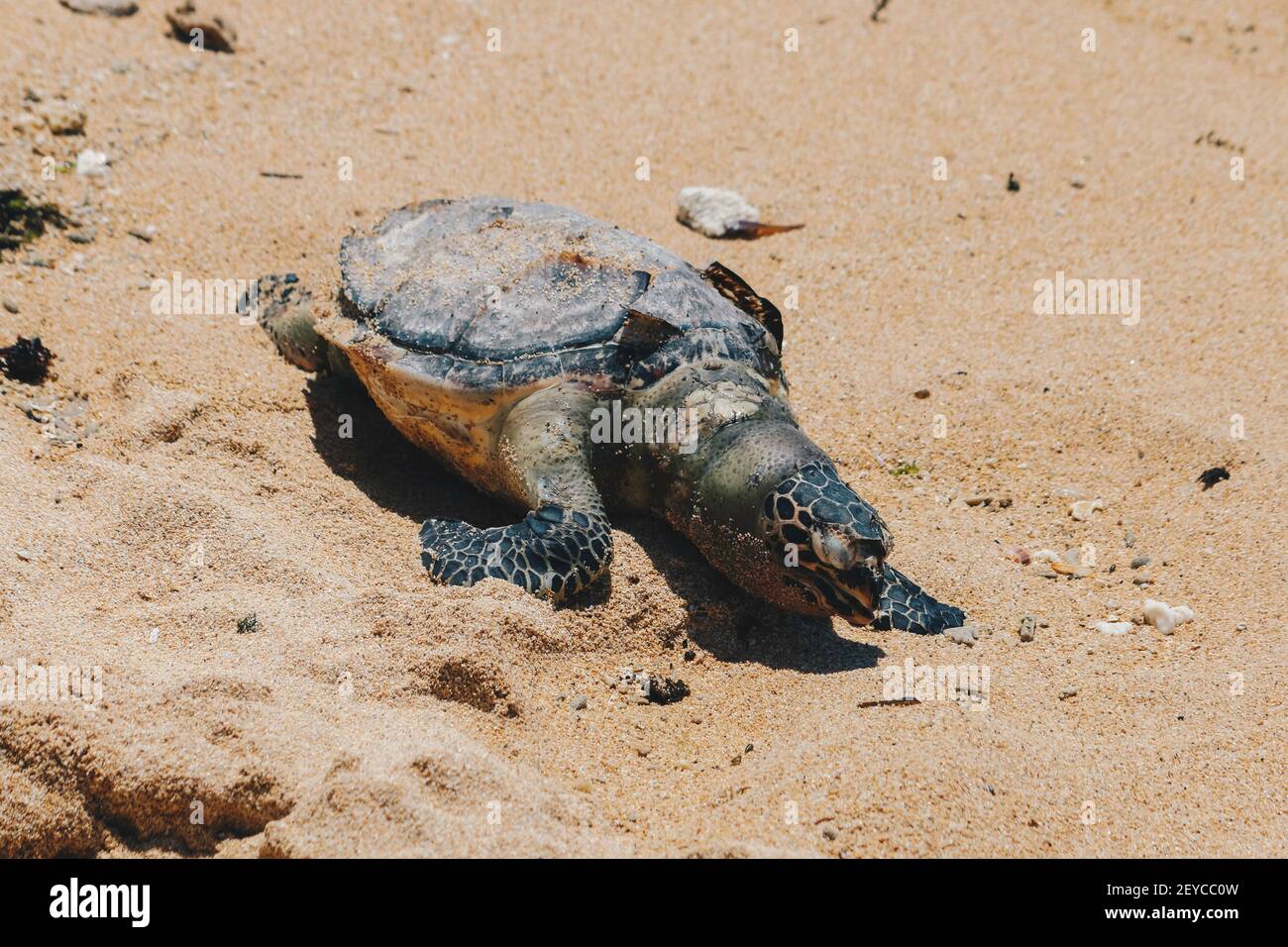 Dead Turtle On Beach
