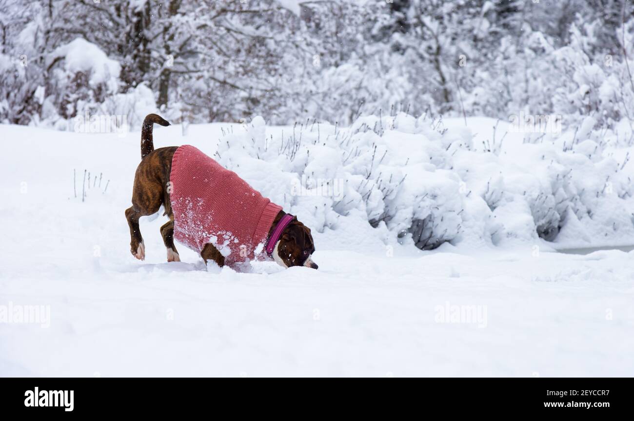 Dog playing in the snow Stock Photo - Alamy