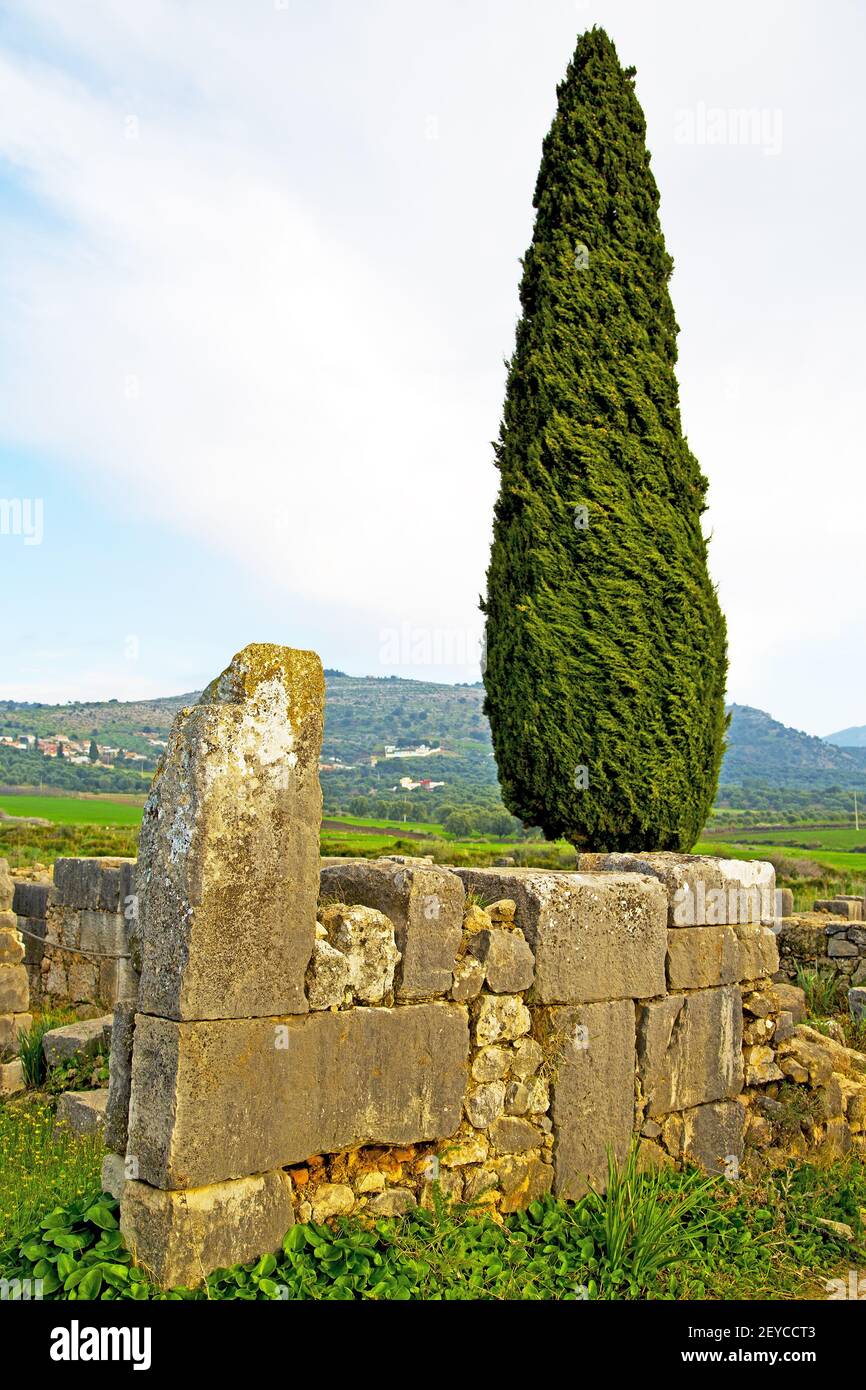 Volubilis in morocco cypress roman deteriorated monument Stock Photo ...