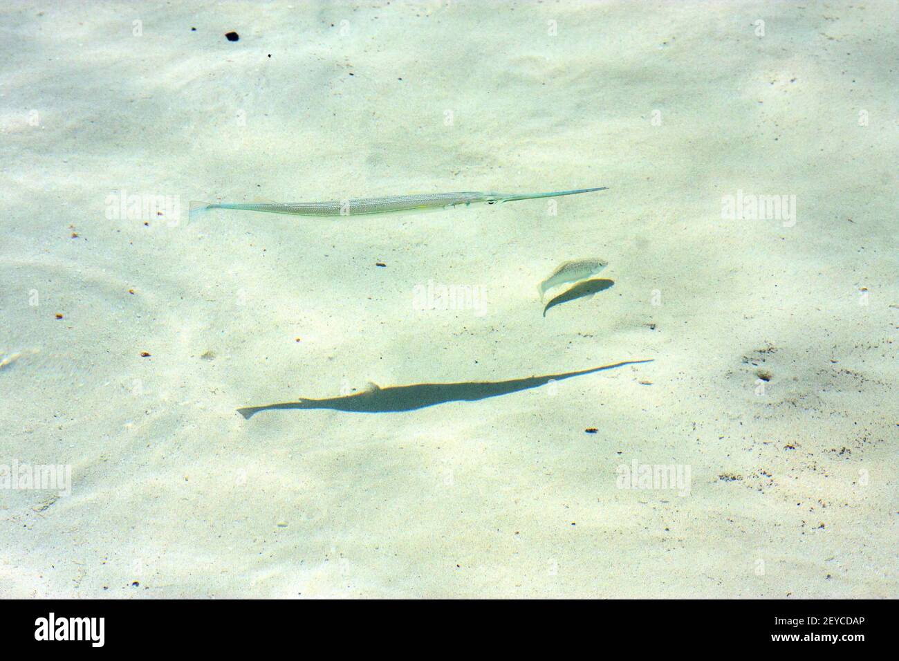 Fish isla in mexico the sea drop wave Stock Photo - Alamy