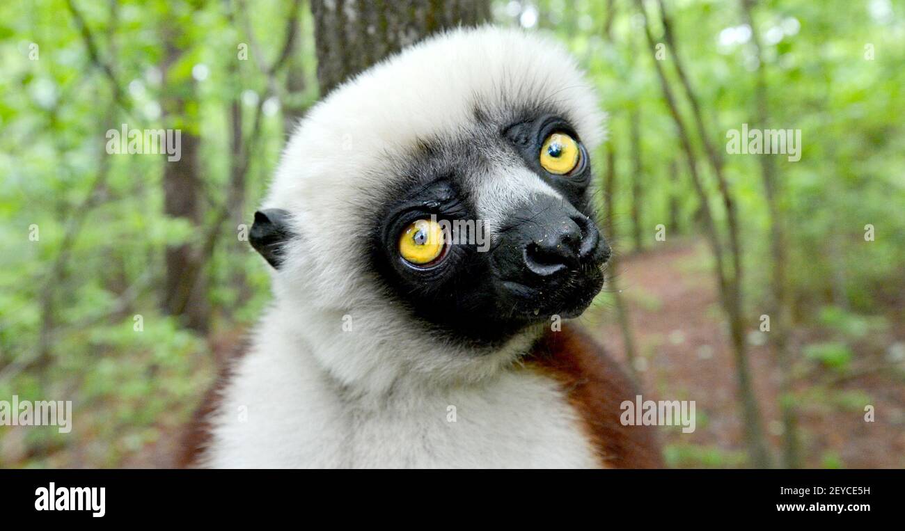 Zoboomafoo Pbs