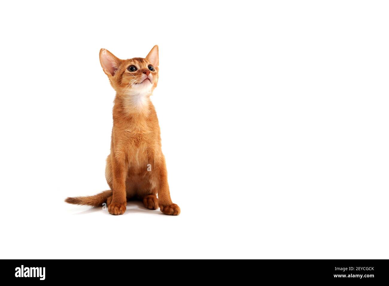 Abyssinian ginger cat sits on a white background Stock Photo - Alamy