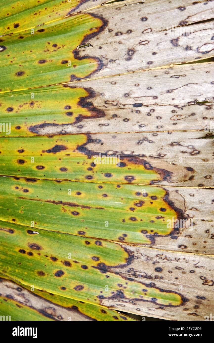 Hole broken green Stock Photo - Alamy