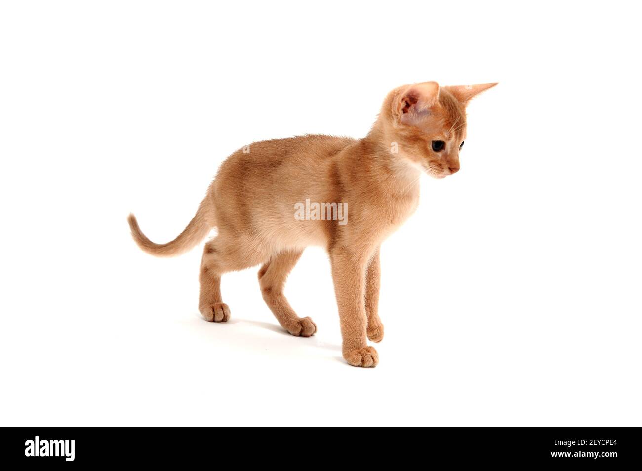 Abyssinian ginger cat on a white background Stock Photo - Alamy